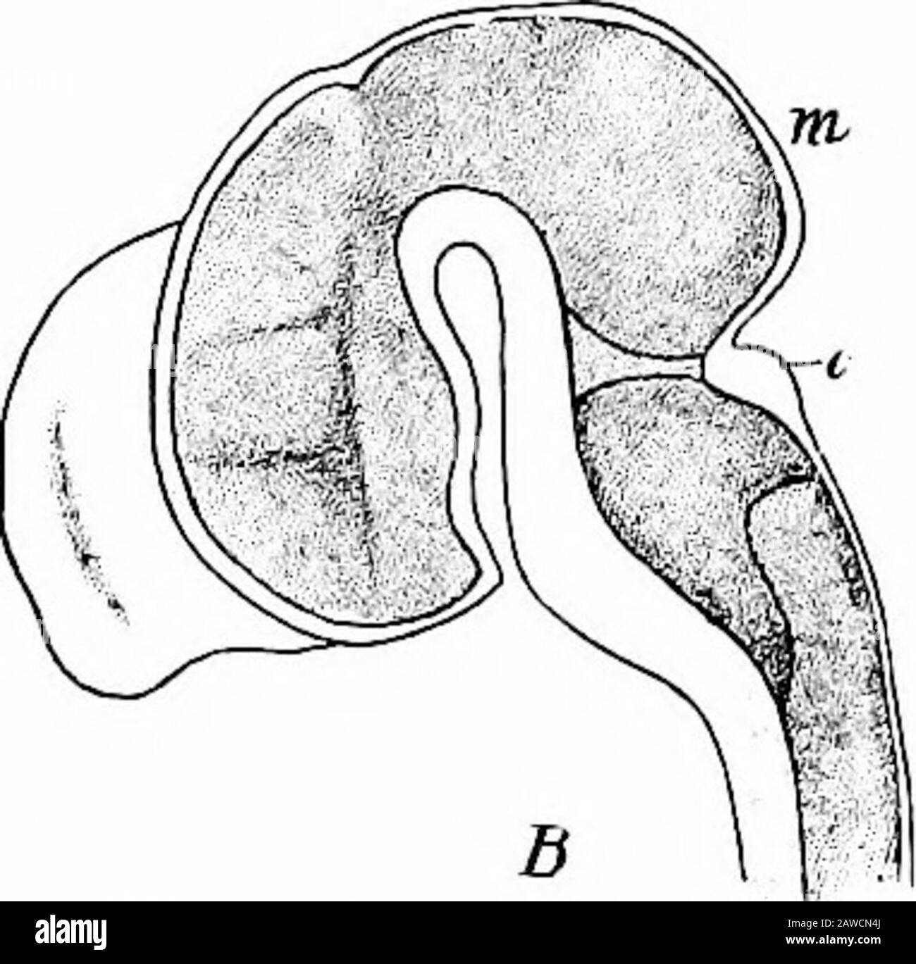 Flocculus hi-res stock photography and images - Alamy