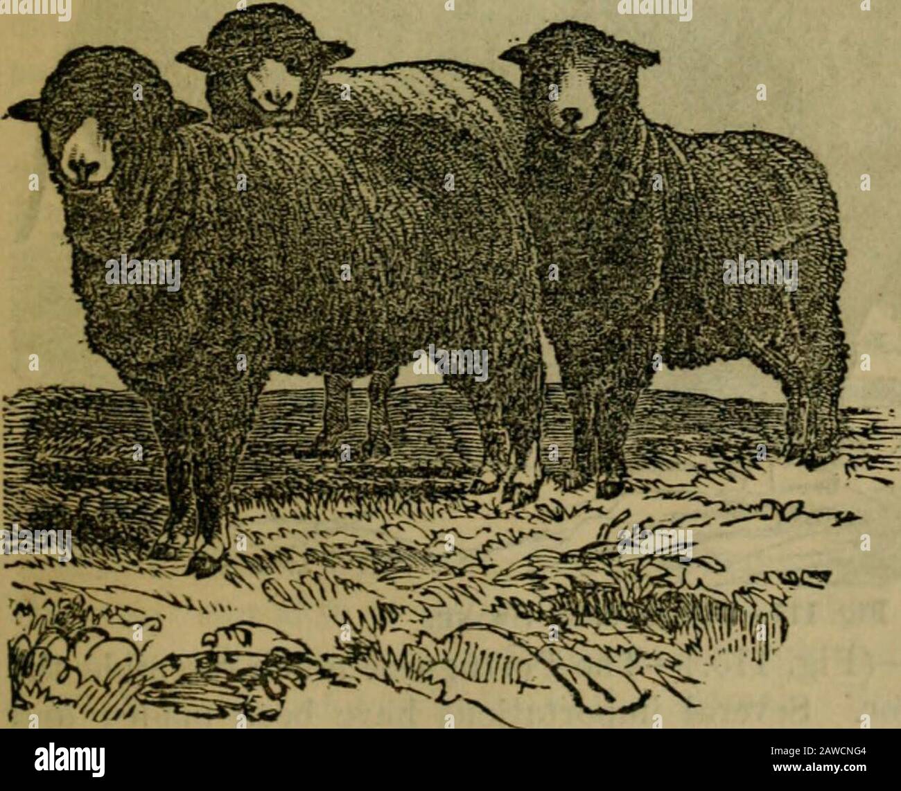 Cheviot Breed High Resolution Stock Photography and Images - Alamy
