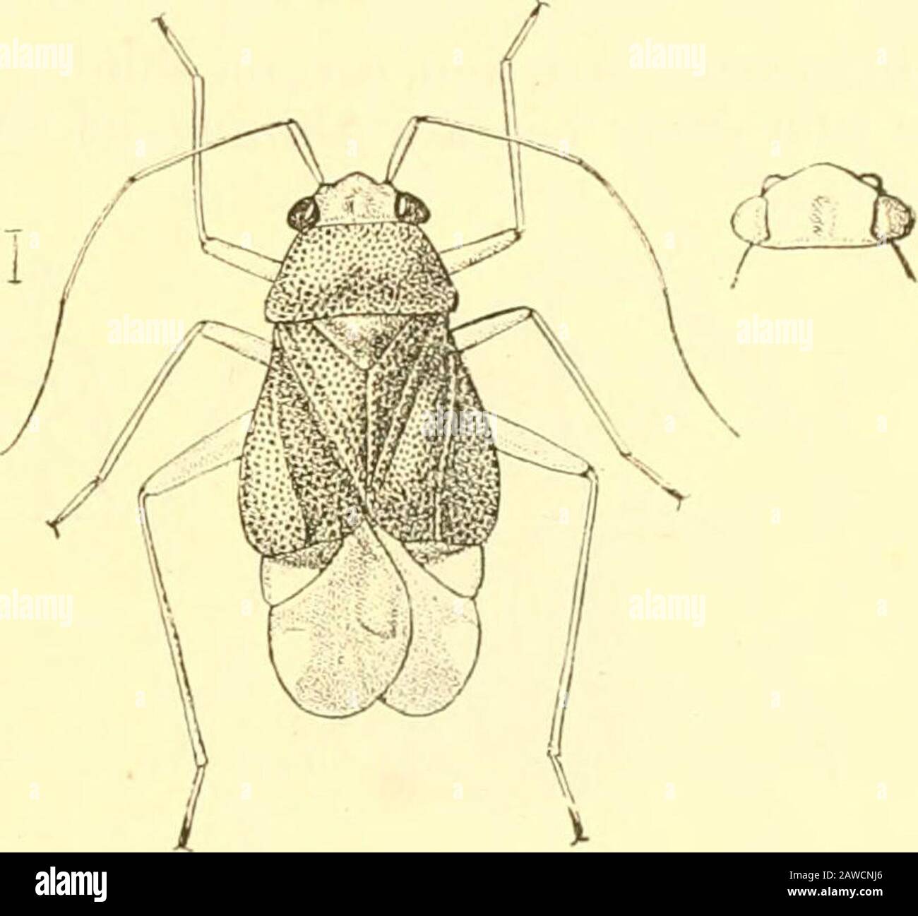 Rhynchota .. . ins truncate, thelateral margins oblique, posterior ...