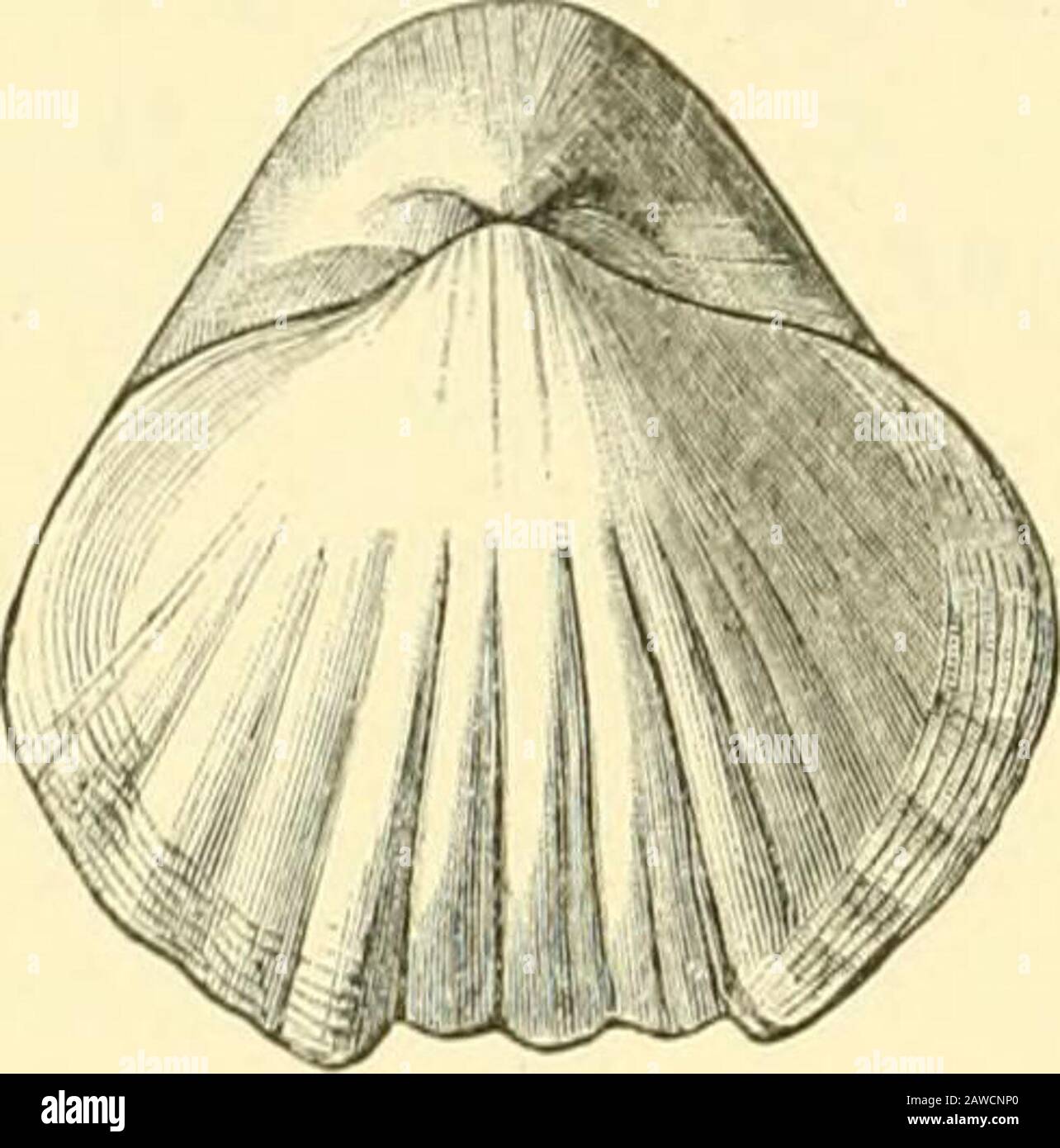 The Cambridge natural history . hinge-teeth (Fig. 329, t)in the ventral ...