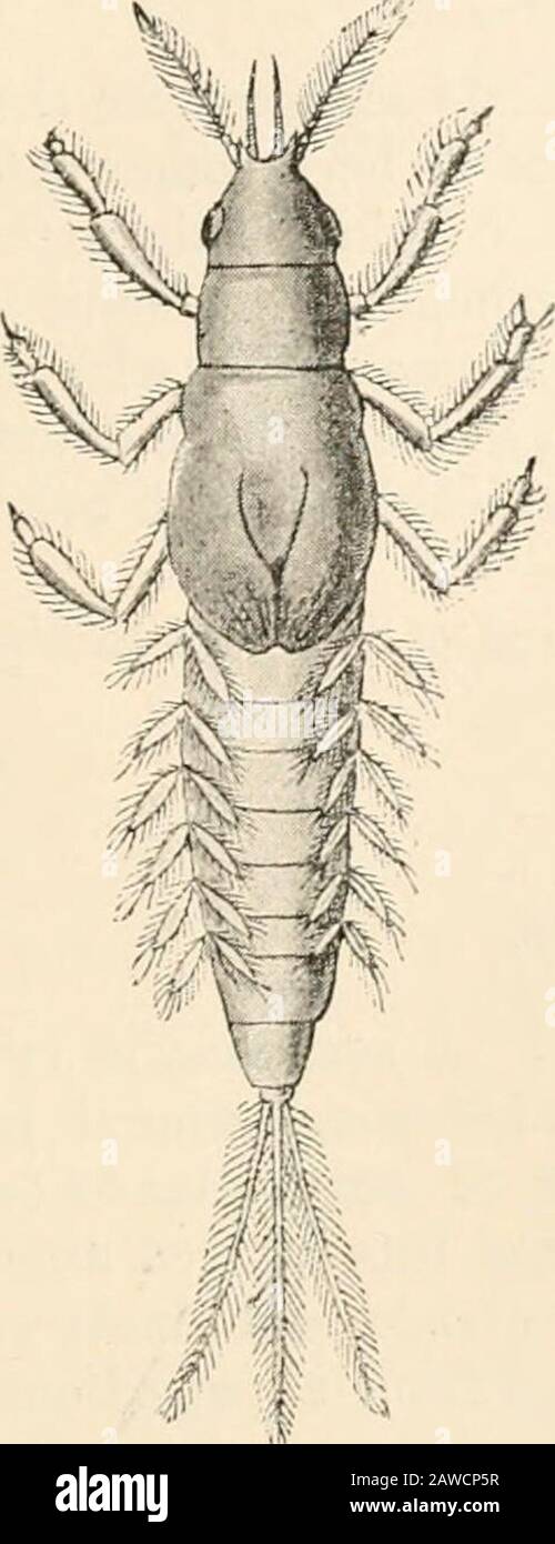 Text-book of comparative anatomy . he Plecoptera (Perlidce), Odonata ...