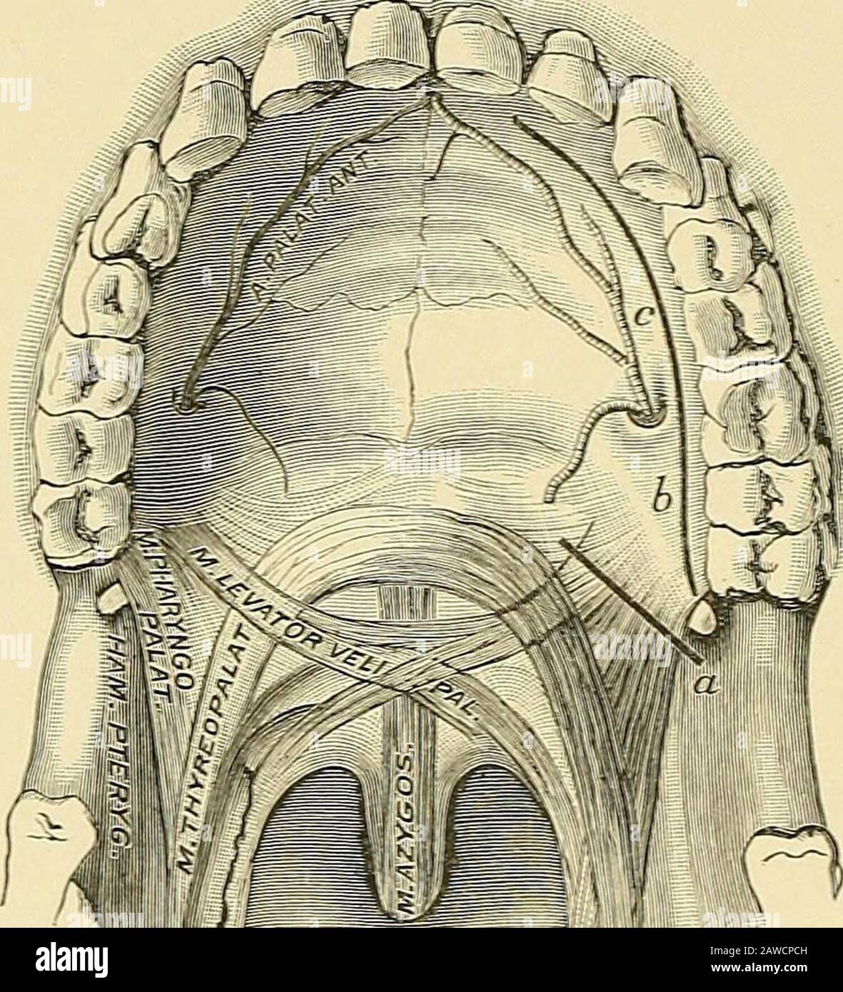 Superior meatus hi-res stock photography and images - Alamy