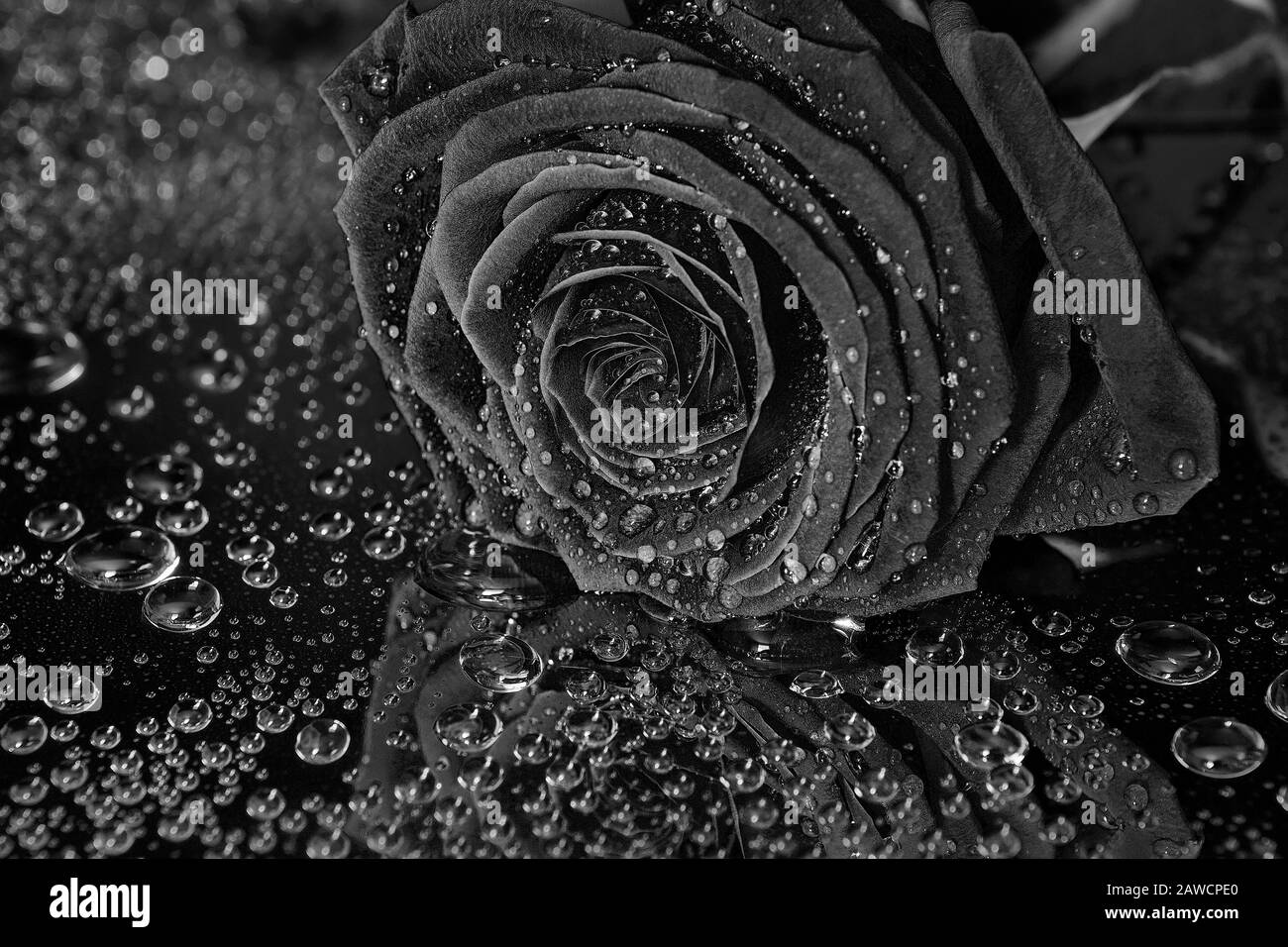 Black rose flower with waterdrops on black background.Varying shades of ...