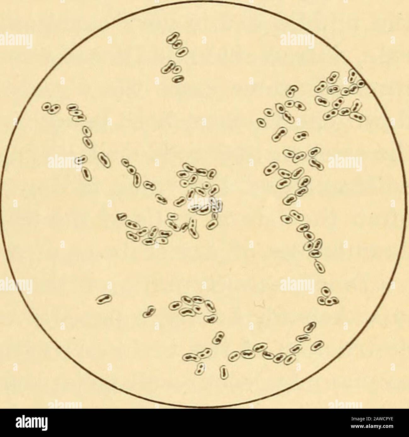 A text-book on diseases of the ear, nose and throat . rom the nostrils ...