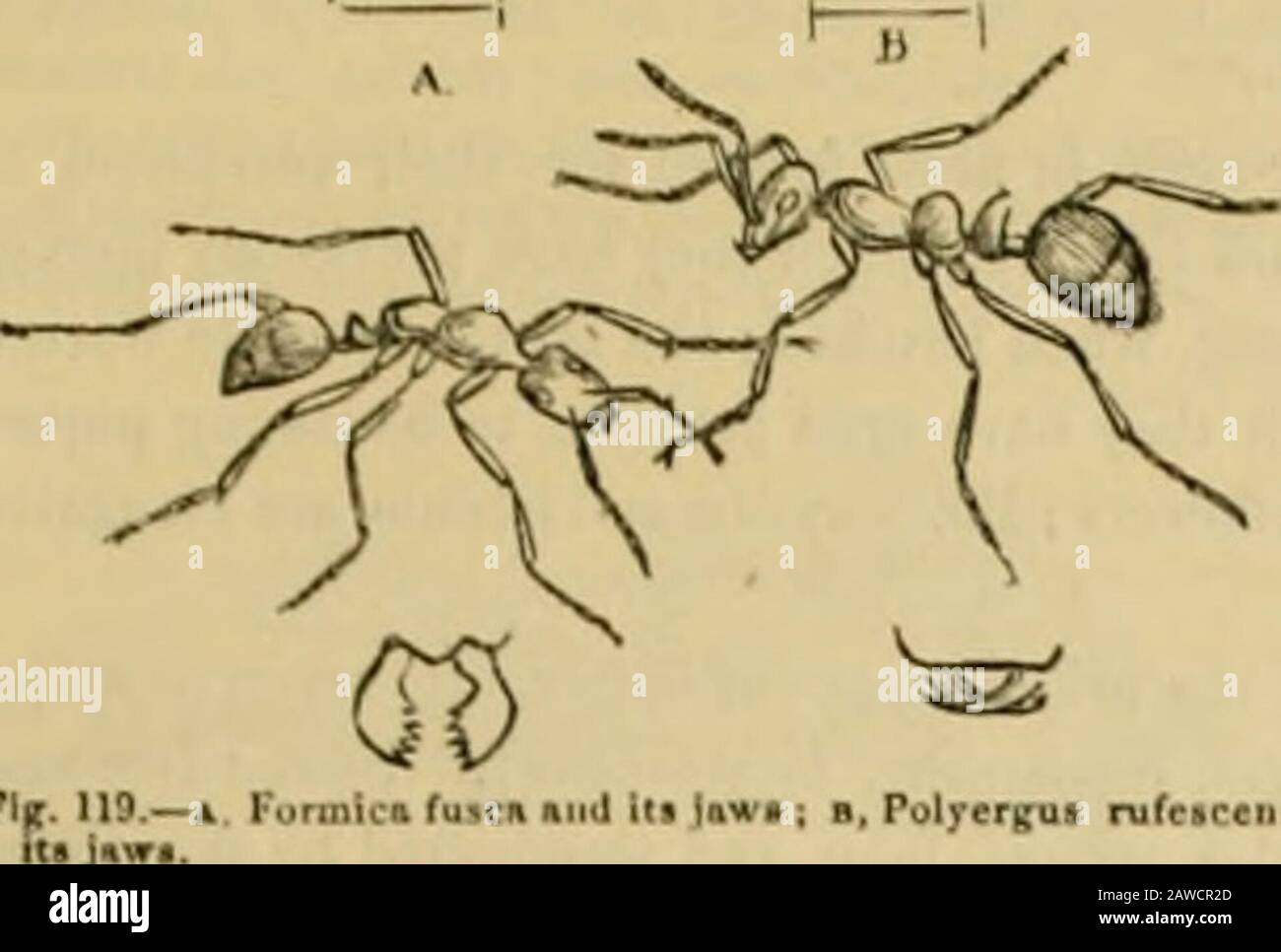 Anatomy of the ants hi-res stock photography and images - Alamy