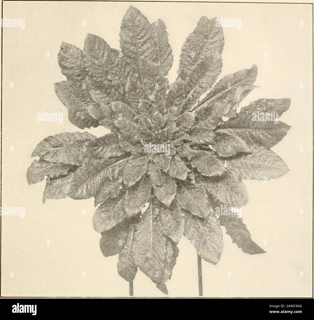 Narrowly winged hi-res stock photography and images - Alamy