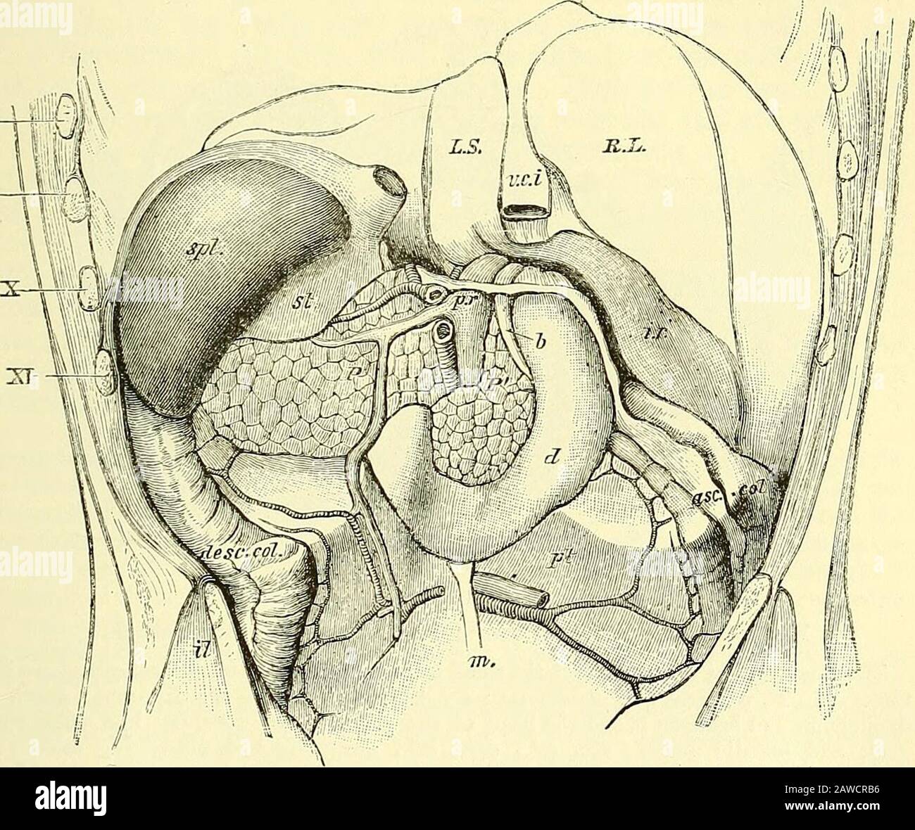 Posterior spleen hi-res stock photography and images - Alamy