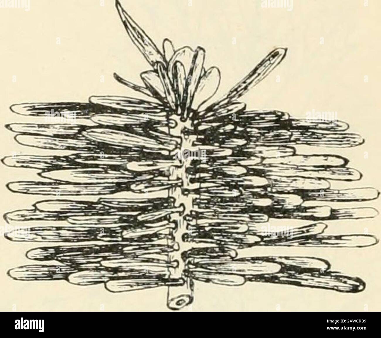 Distichous hi-res stock photography and images - Alamy