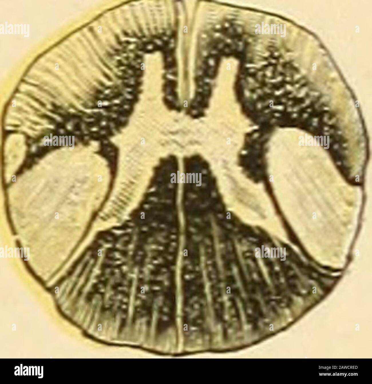 Diseases of the nervous system Stock Photo - Alamy