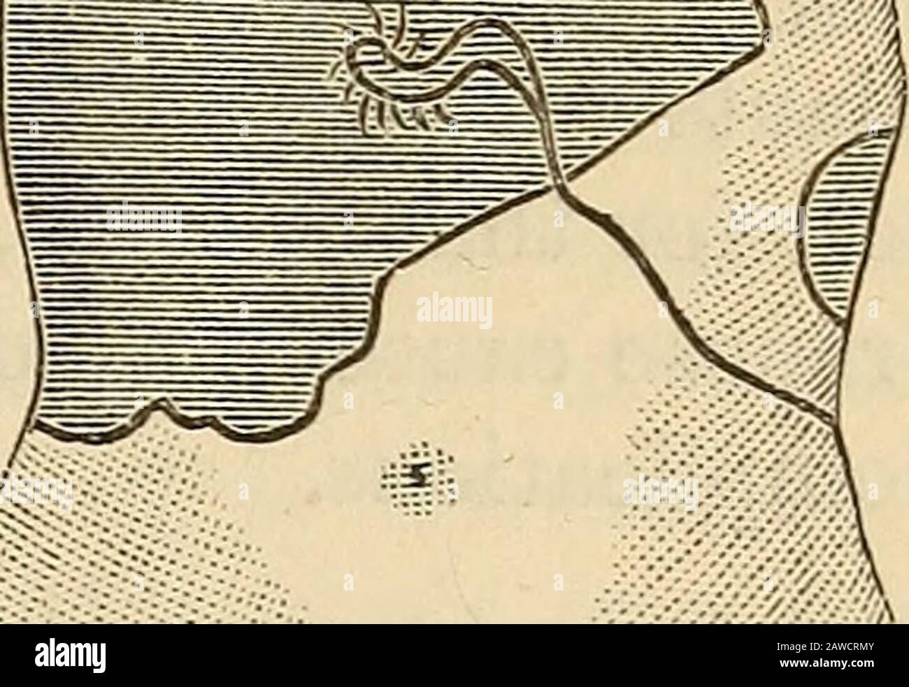 Hypochondrium hi-res stock photography and images - Alamy