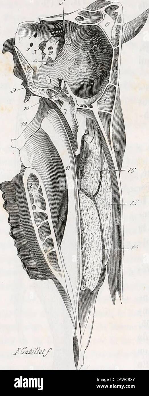 Parieto temporal hi-res stock photography and images - Alamy