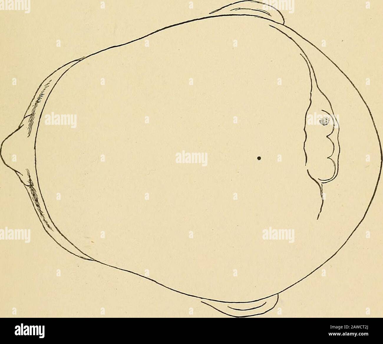 Nervous system of a monkey hi-res stock photography and images - Alamy