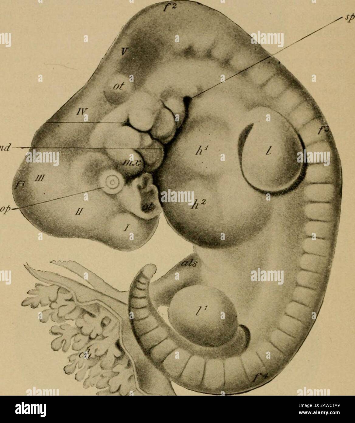 Veterinary obstetrics, including the diseases of breeding animals and ...