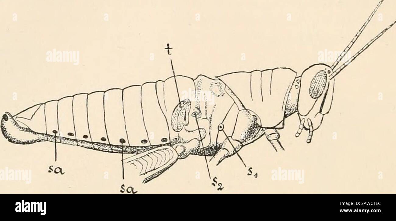 Text-book of comparative anatomy . FIG. 333.— Tibiaof the fore leg ...