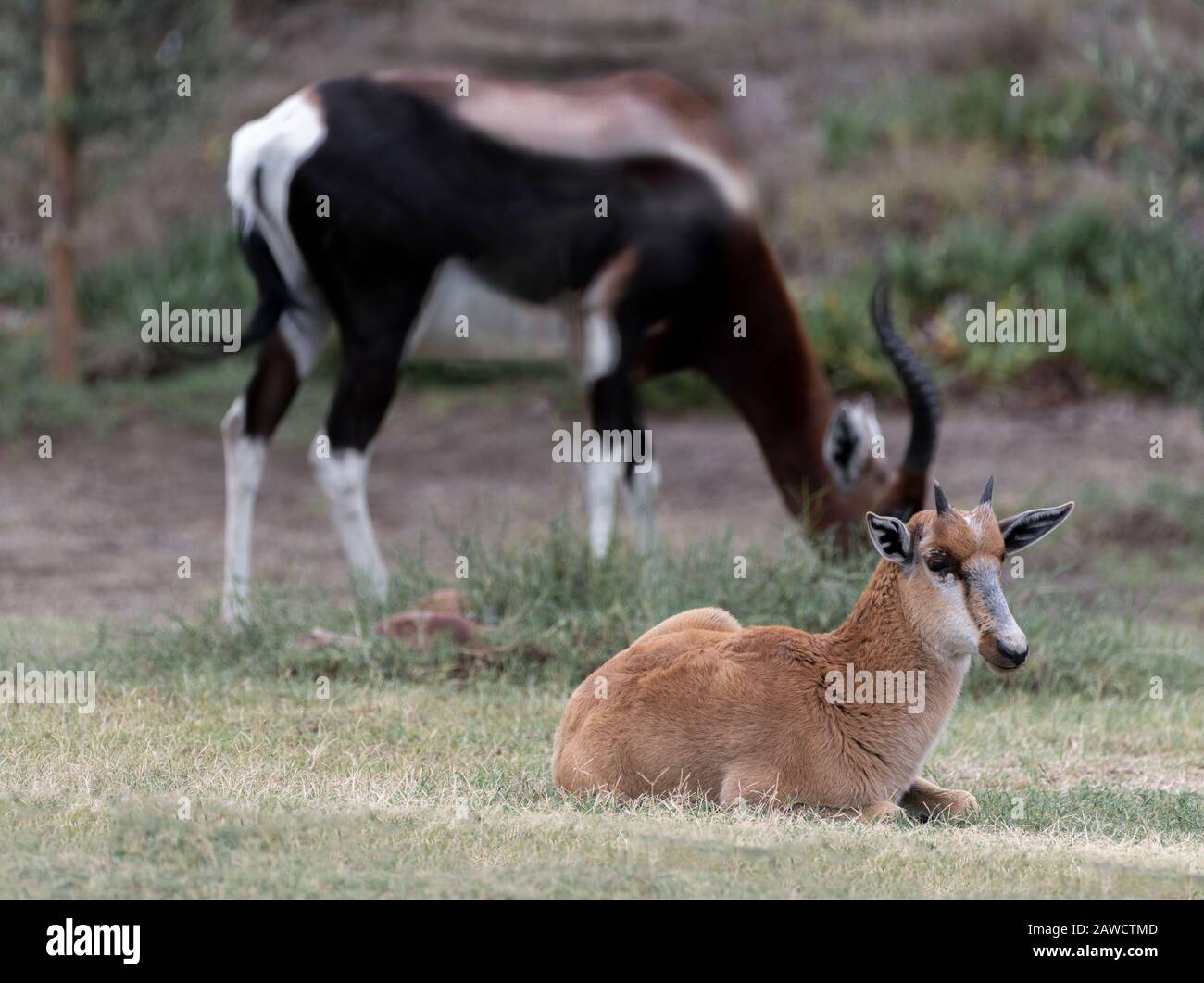 Bontebok with young in the Bontebok National Park, Swellendam, Western ...
