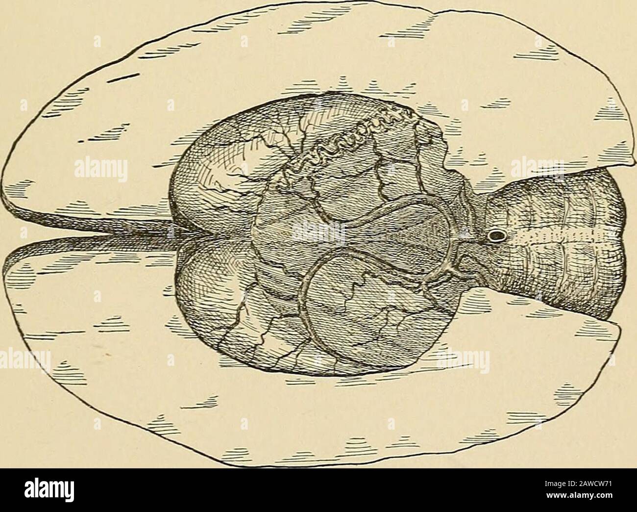 The normal and pathological circulation in the central nervous system ...