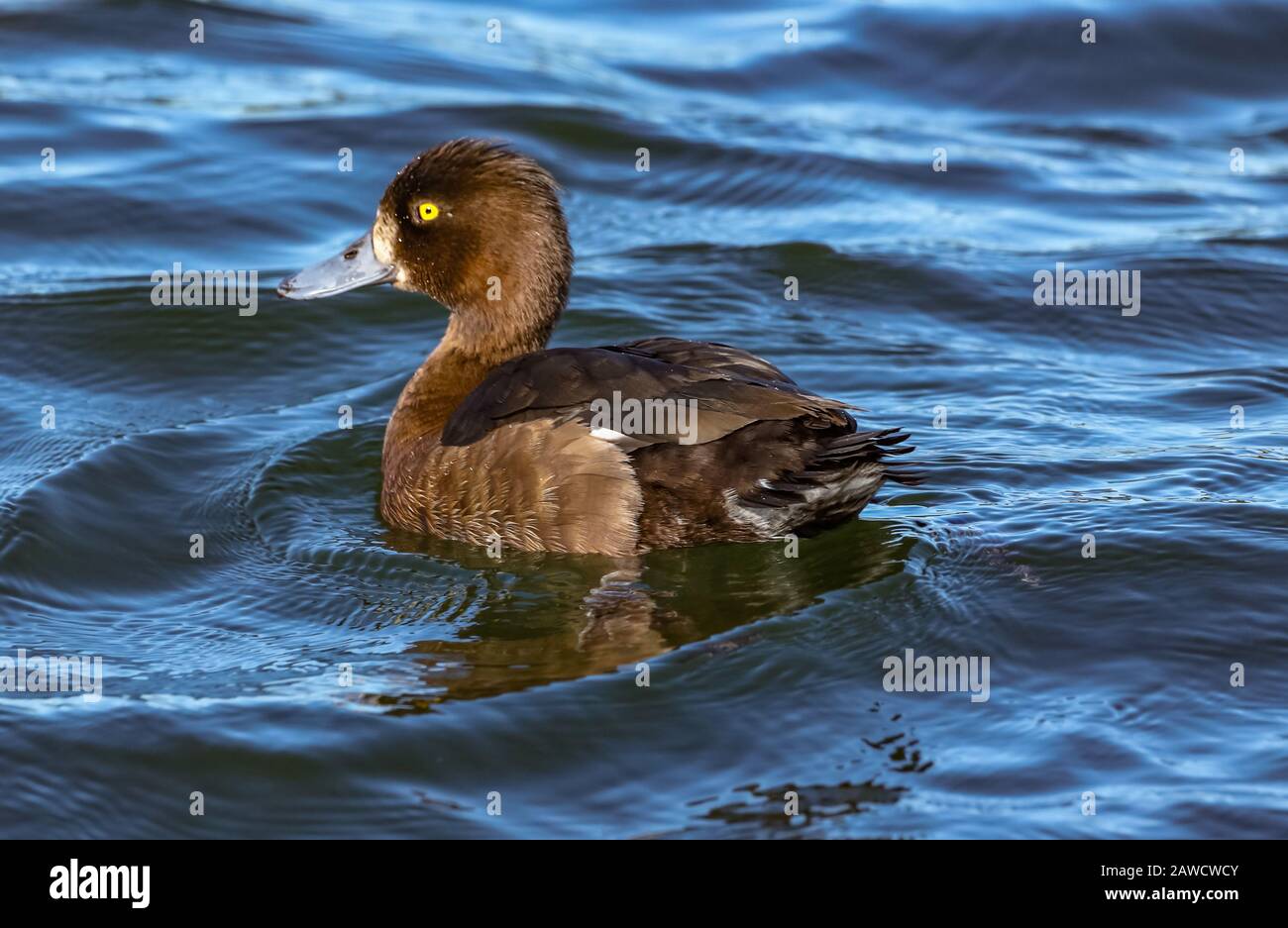 Female tufted duck hi-res stock photography and images - Alamy