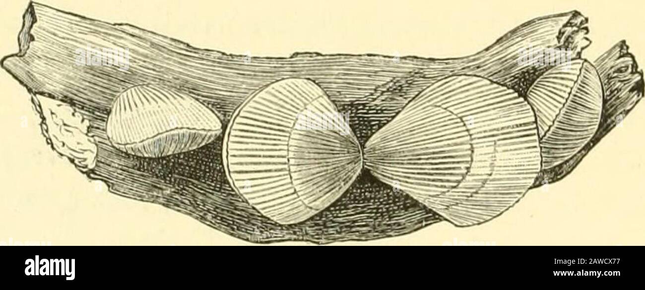 Dorsal shell hi-res stock photography and images - Alamy