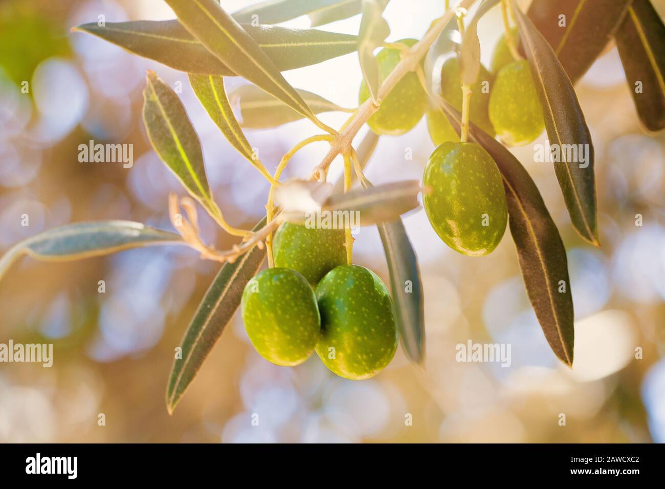 Olives with leaves on olive tree. Season nature image Stock Photo - Alamy