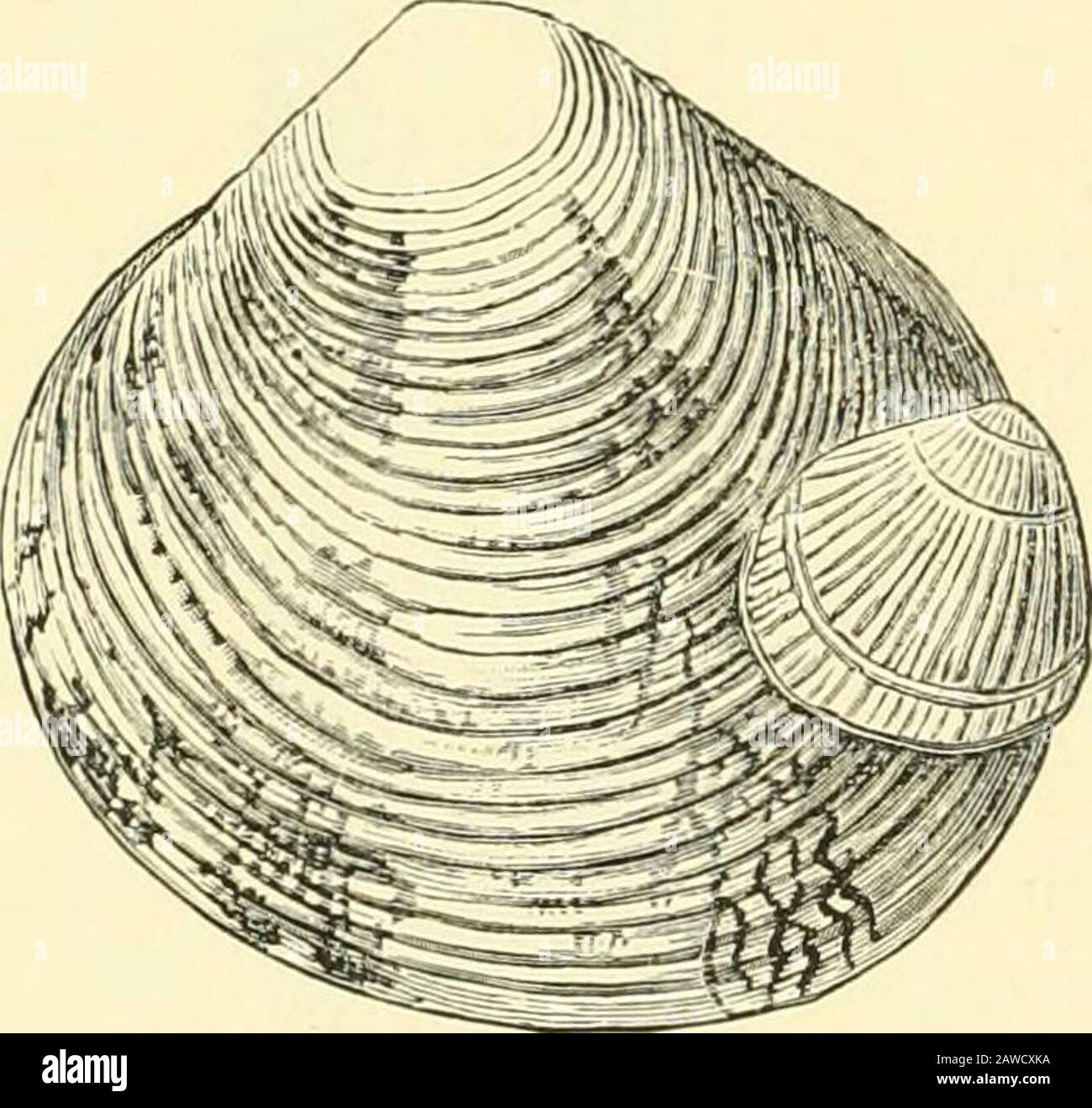 Pallial line hi-res stock photography and images - Alamy