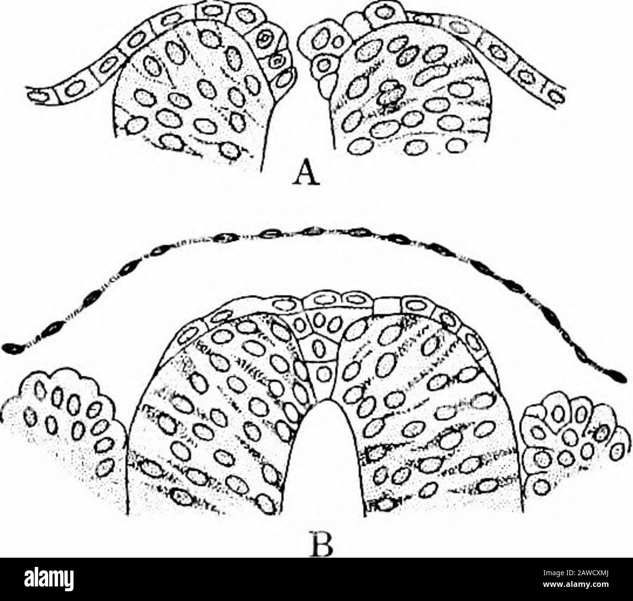 The development of the human body; a manual of human embryology . Fig ...