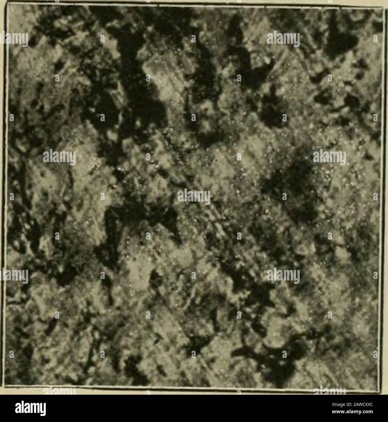 Explosives . Pyroxyline Powder.Mixture of Soluble and InsolubleNitro ...