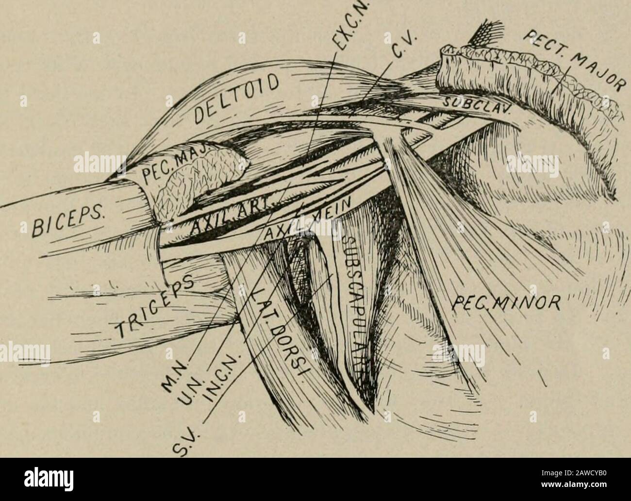 Anterior mediastinum hi-res stock photography and images - Alamy