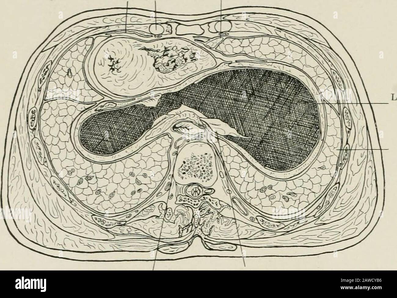 Diseases of the chest and the principles of physical diagnosis . spleen ...