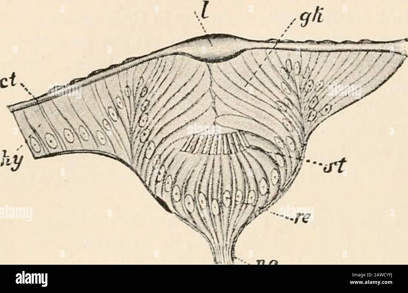 Text-book of comparative anatomy . piilopfn-nin the Gebmetrina and Ifhu ...
