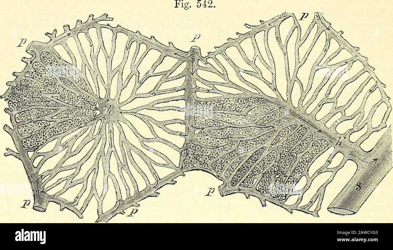 Interlobular veins hi-res stock photography and images - Alamy