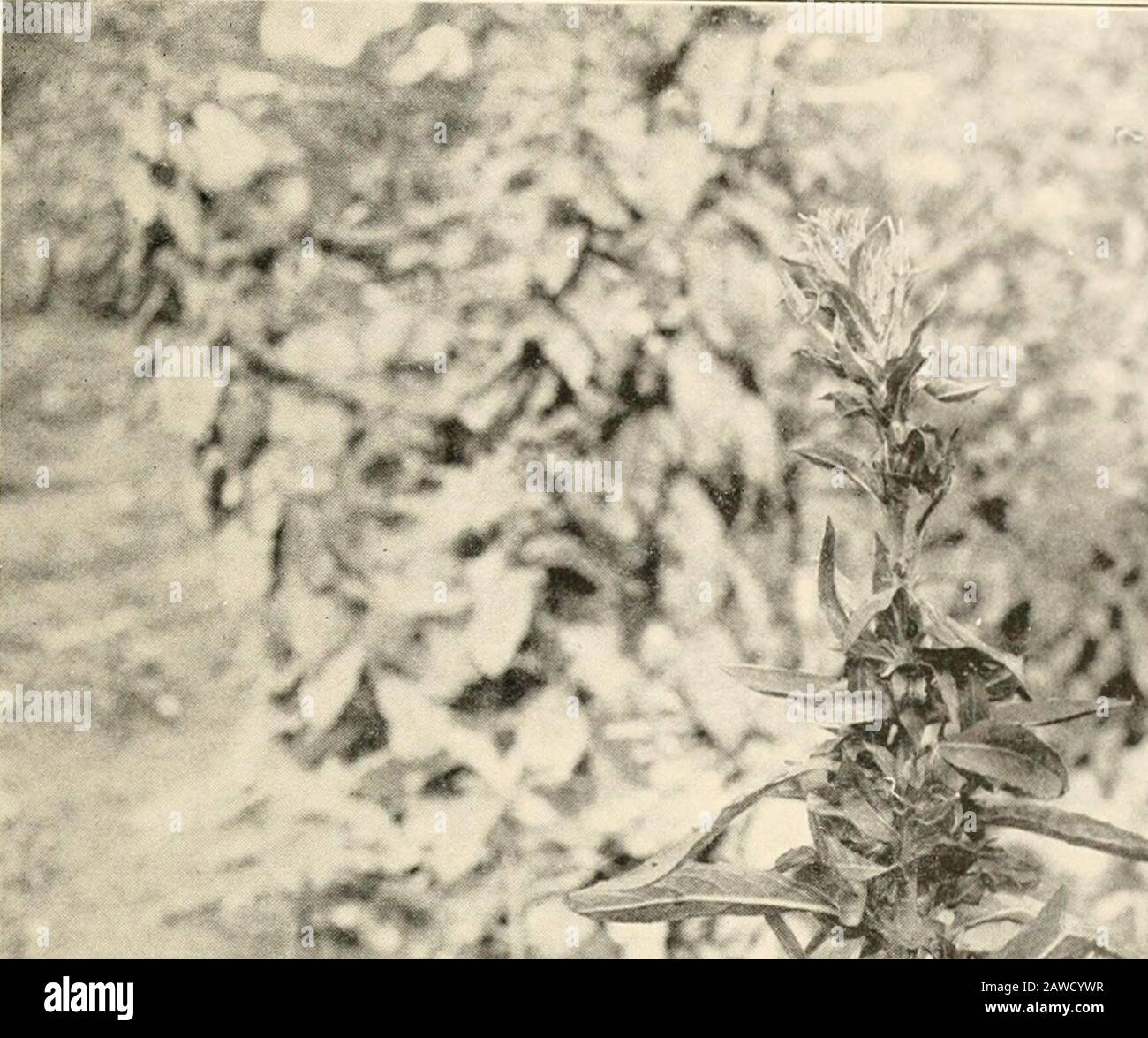 Mutants and hybrids of the oenotheras . rely emarginate or irregu-larly ...