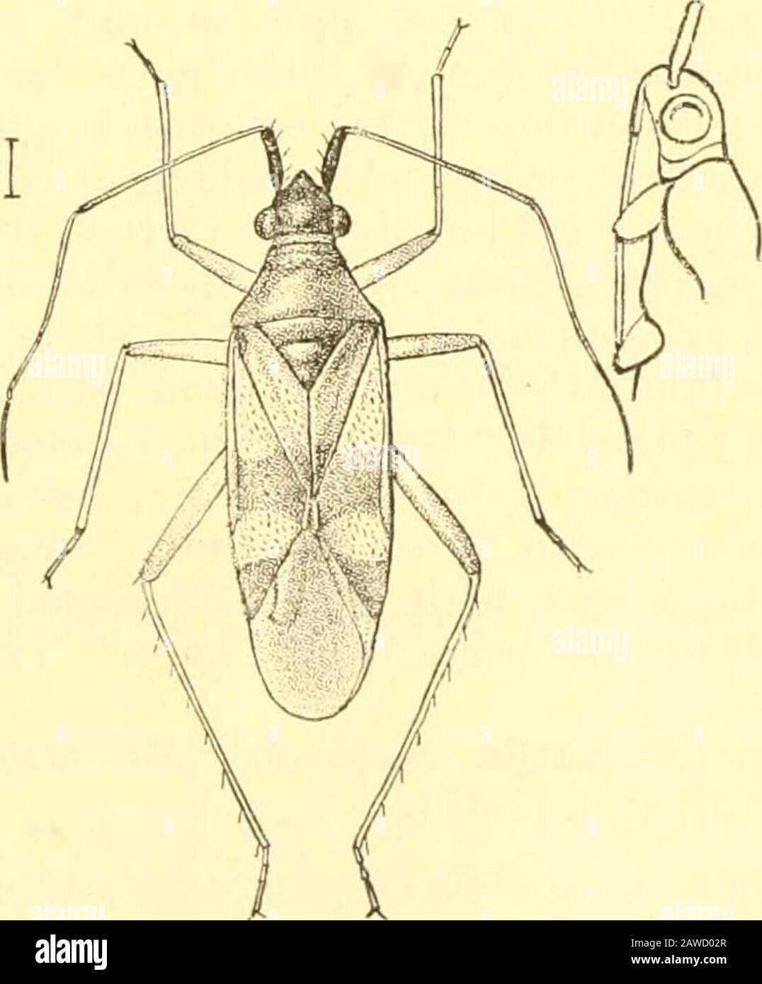 Concave legs hi-res stock photography and images - Alamy