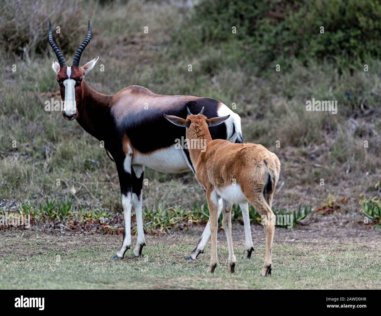 Bontebok with young in the Bontebok National Park, Swellendam, Western ...