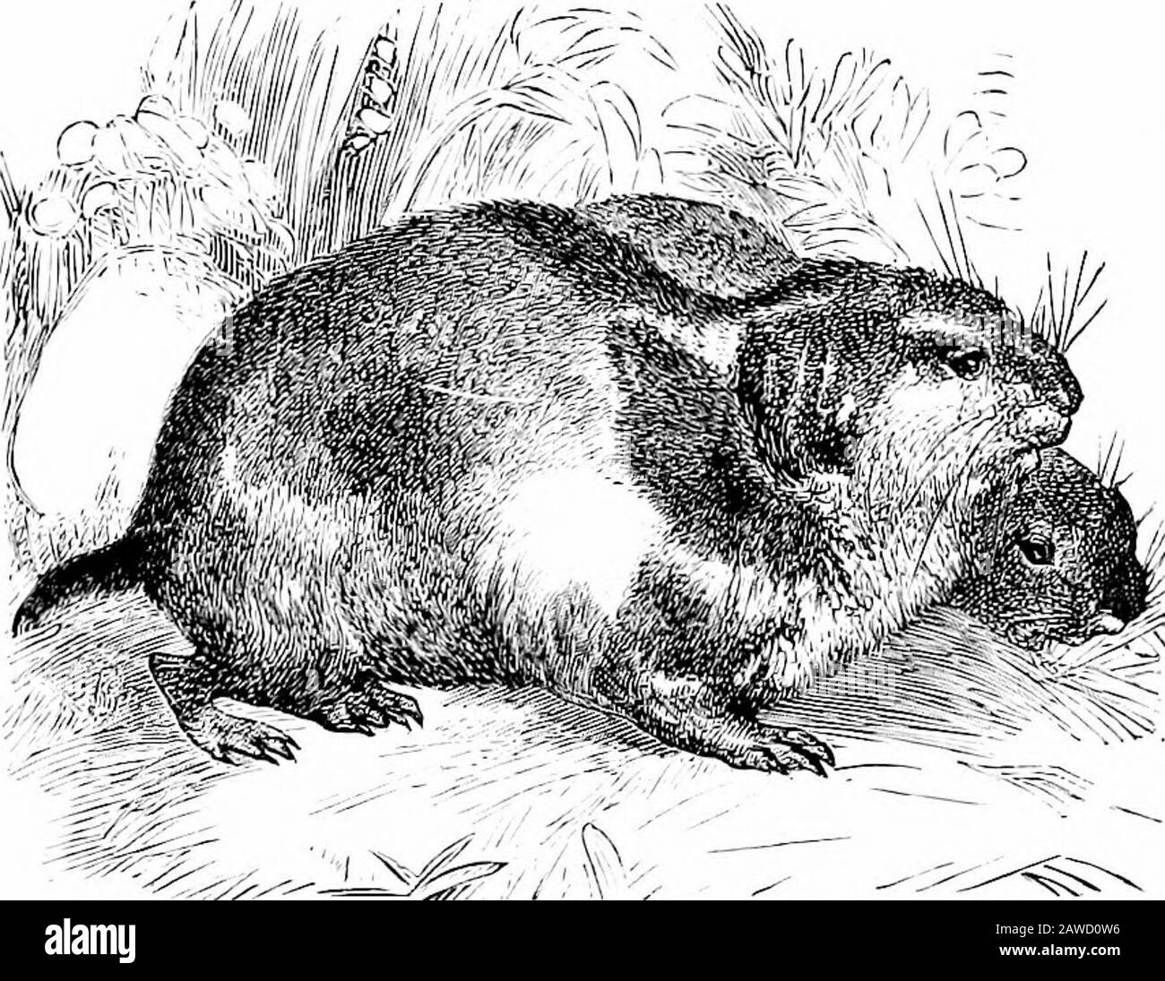 Mottled tawny Black and White Stock Photos & Images - Alamy