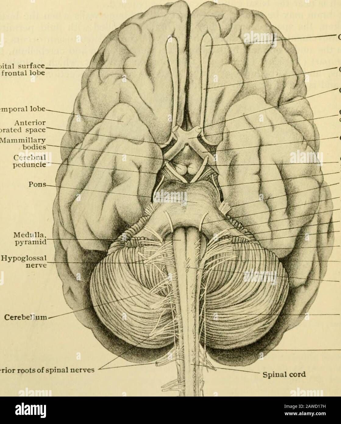 Human anatomy, including structure and development and practical ...