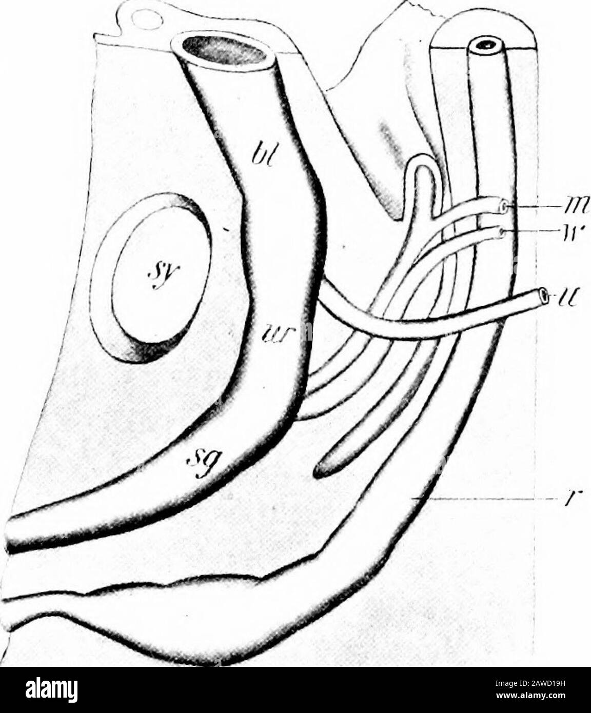 The development of the human body; a manual of human embryology . n ...