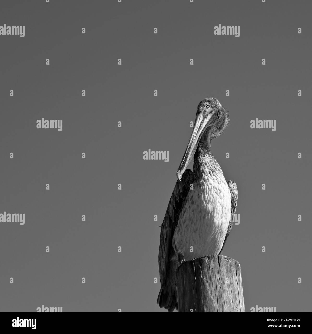 Post tropical Black and White Stock Photos & Images - Alamy