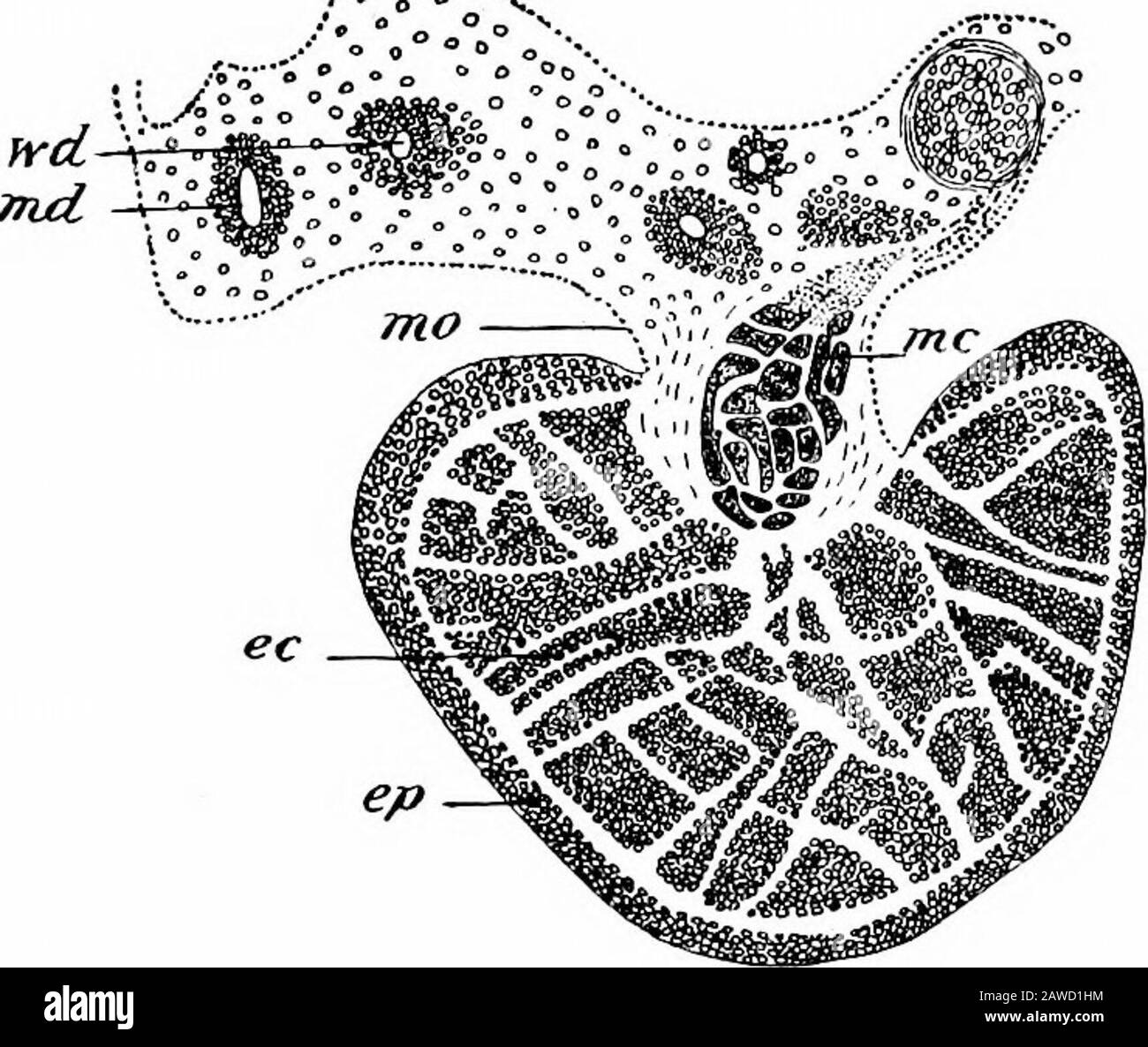 The development of the human body; a manual of human embryology . Fig ...