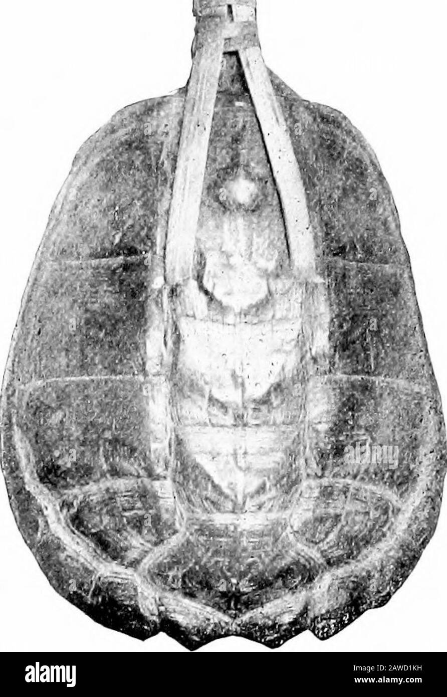 False face iroquois Black and White Stock Photos & Images - Alamy