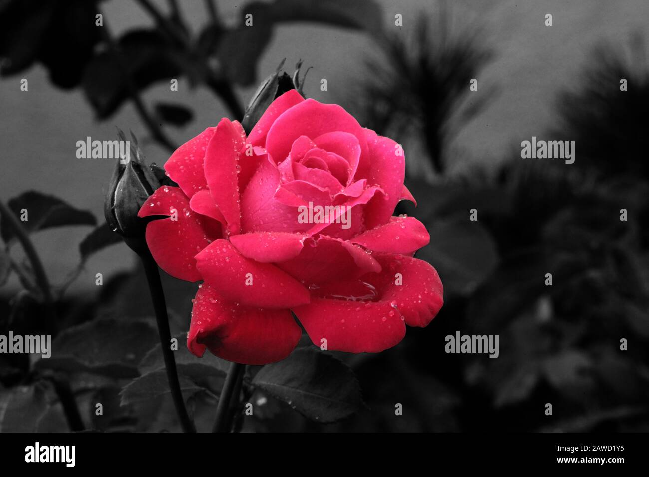 Natural rose from botanical garden Stock Photo - Alamy