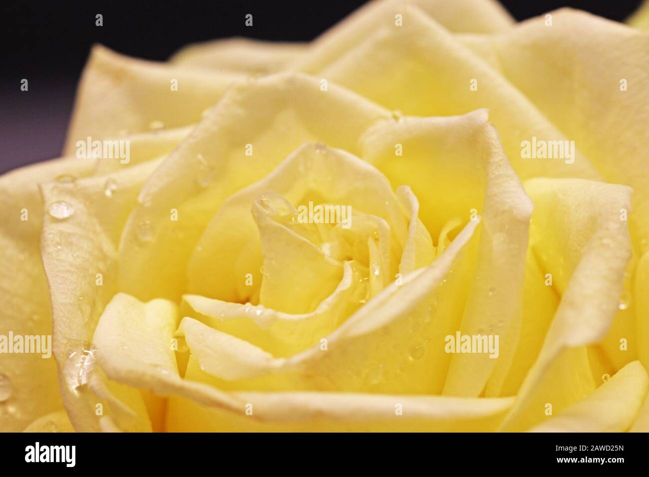 Natural rose from botanical garden Stock Photo - Alamy