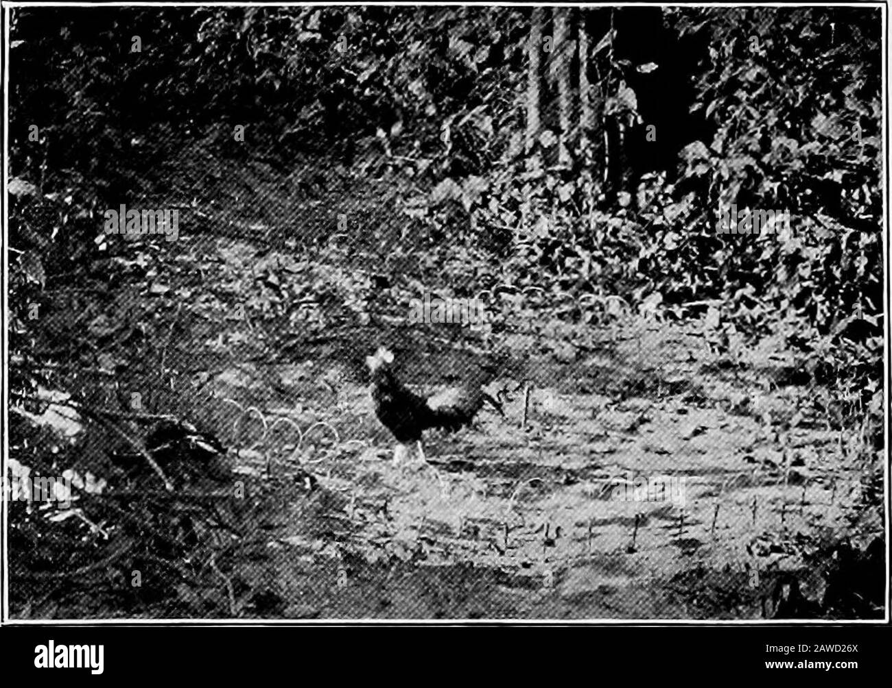 Rude hut hi-res stock photography and images - Alamy