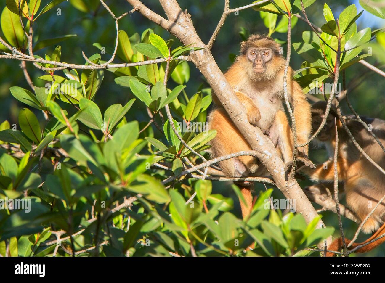 Western Red Colobus, or Bay Colobus (Procolobus badius), female sat in ... Western Red Colobus, or Bay Colobus (Procolobus badius), female sat in ...