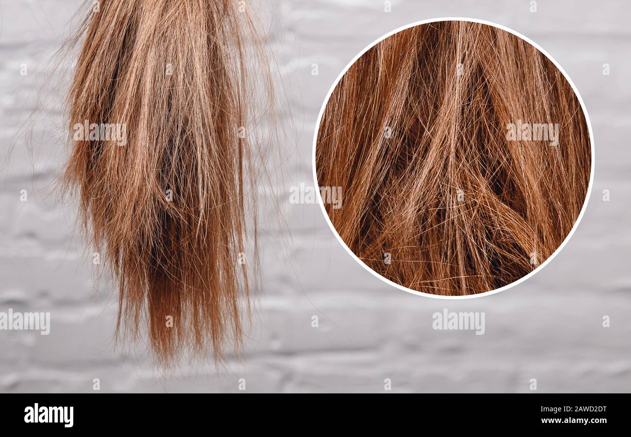 Brittle dull hair, damaged root structure female gray background Stock ...