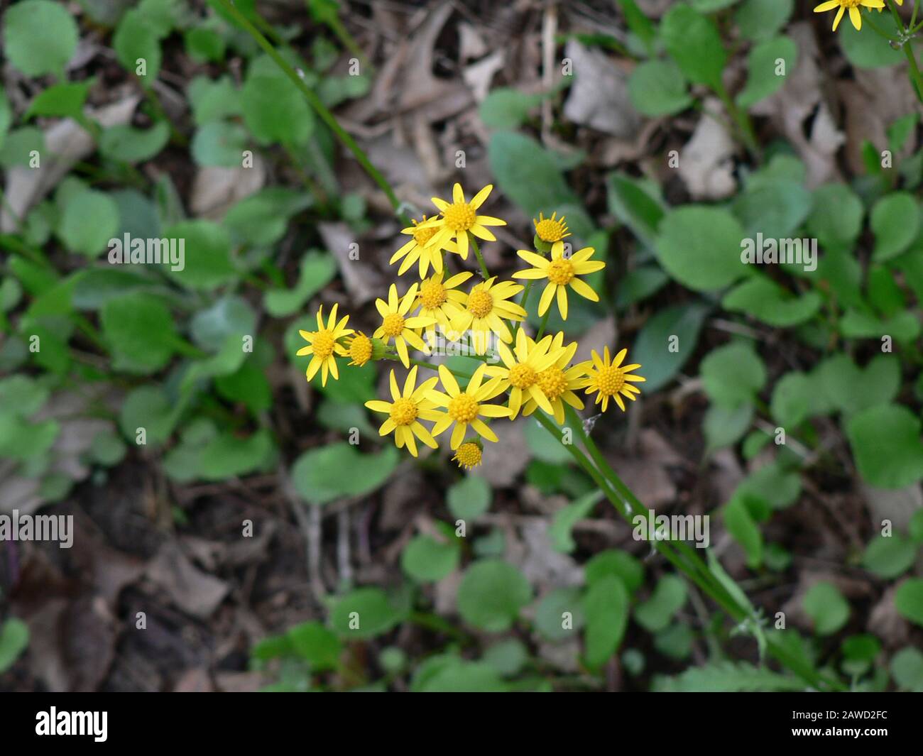 John Bryan State Park, Ohio Stock Photo - Alamy