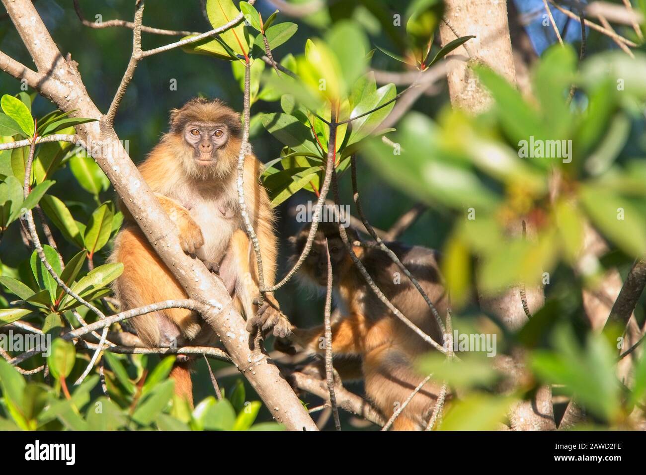Western Red Colobus, or Bay Colobus (Procolobus badius), female sat in ...