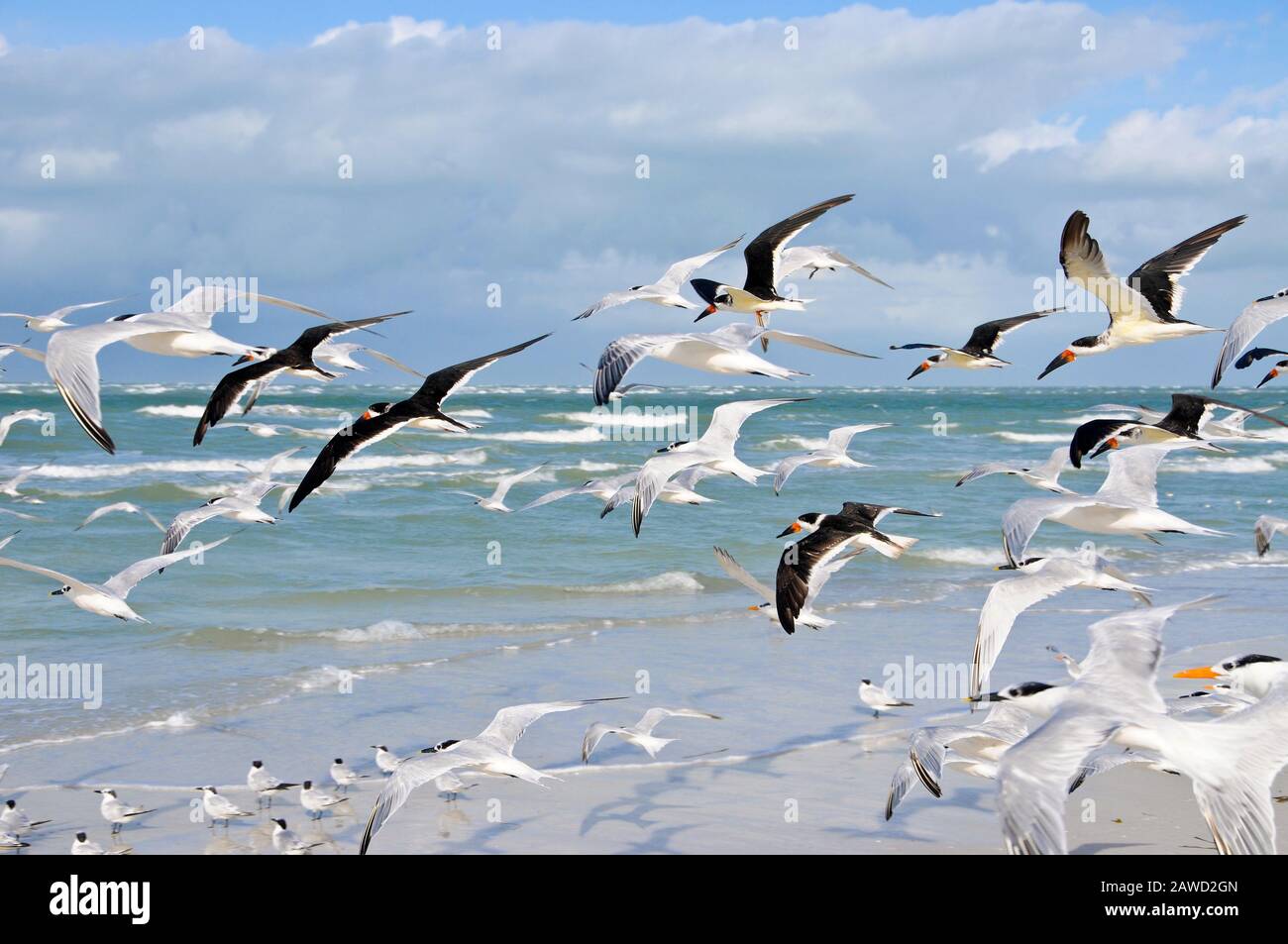 Large group seagulls taking hi-res stock photography and images - Alamy