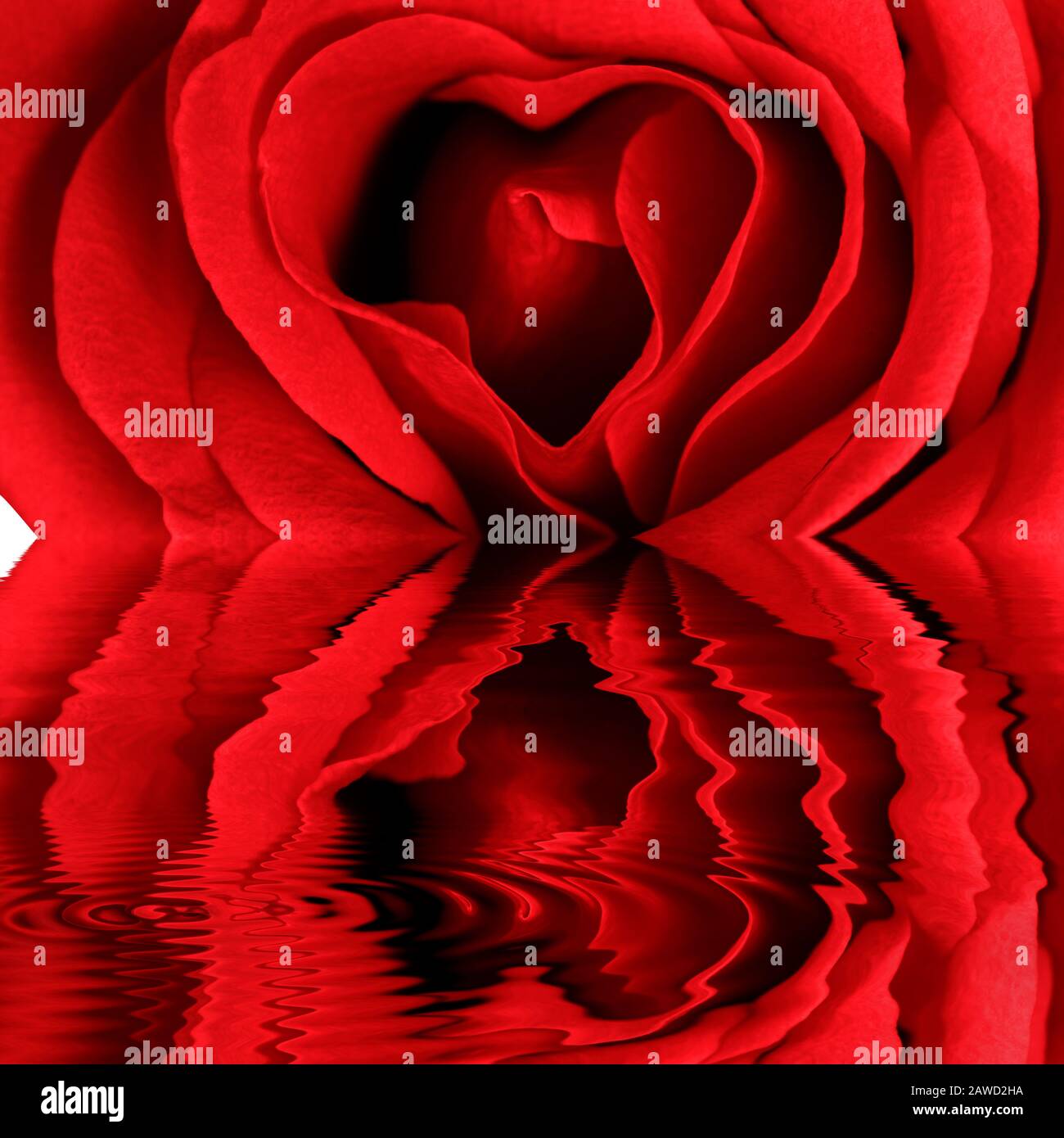 Natural rose from botanical garden Stock Photo - Alamy