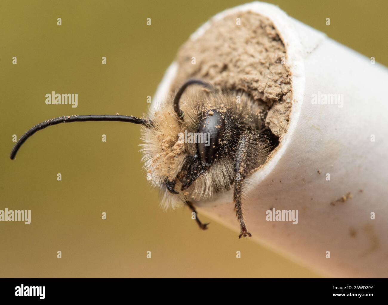 Blue Orchard Mason Bee Male in Nest Tube Stock Photo - Alamy