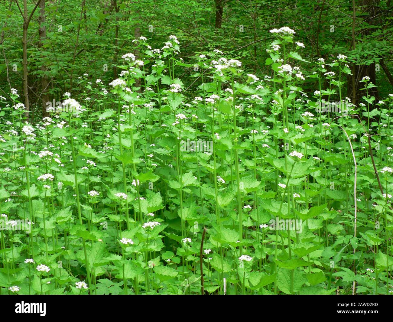 John Bryan State Park, Ohio Stock Photo - Alamy